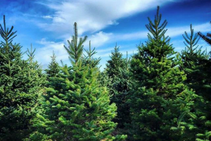Dzen Farms | Connecticut Grower | Dzen Garden Market